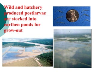 (Marine Shrimp Culture).ppt