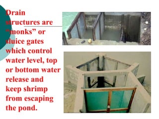 (Marine Shrimp Culture).ppt