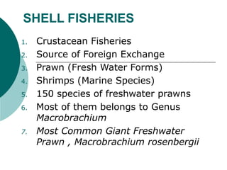(Marine Shrimp Culture).ppt