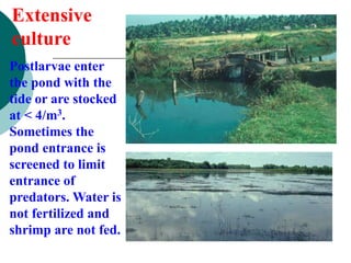(Marine Shrimp Culture).ppt