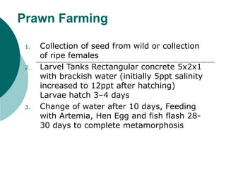 (Marine Shrimp Culture).ppt