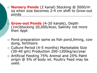 (Marine Shrimp Culture).ppt