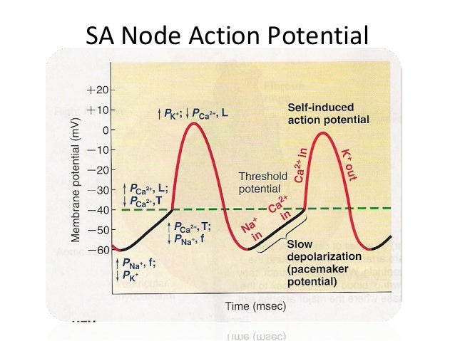 Cardiac Action Potential