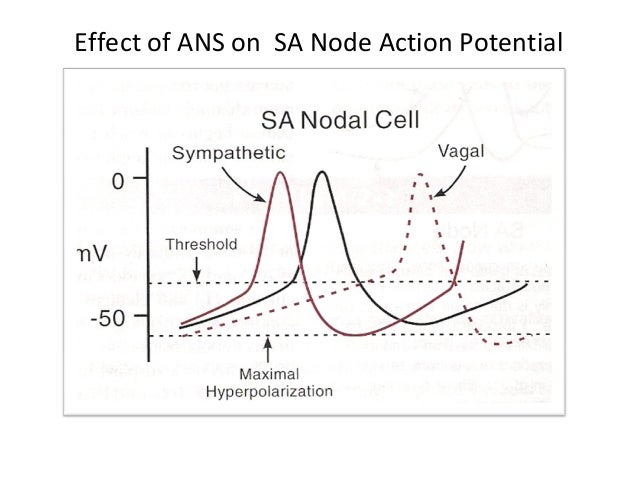 Cardiac Action Potential