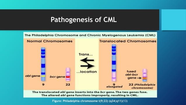 Chronic Myeloid Leukemia(CML) | PPTX | Blood Disorders | Diseases and ...
