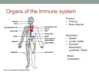 Immune system of the human body, innate and acquired | PPTX