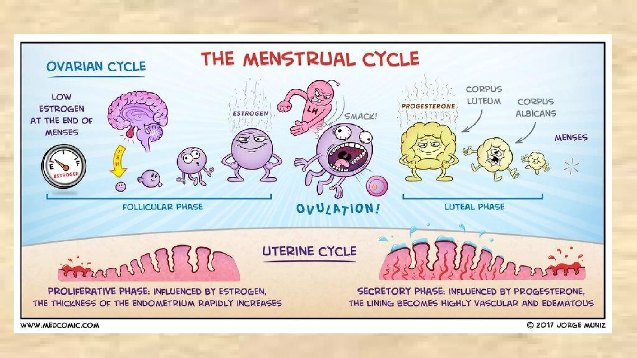 Lecture 2 Pathology: Uterus pdf | PPT