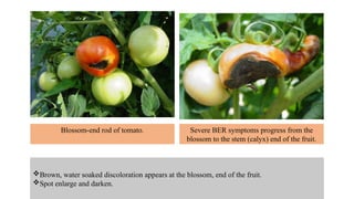 Lecture-2 Pre harvest and during factors affecting quality of fruits ...