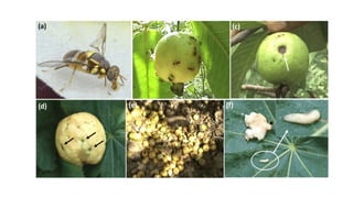 Lecture-2 Pre harvest and during factors affecting quality of fruits ...