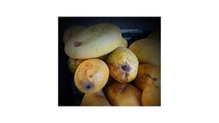 Lecture-2 Pre harvest and during factors affecting quality of fruits ...