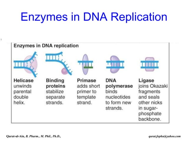 Lecture 3.part.1Denaturation,Renaturation of DNA Replication of DNA ...