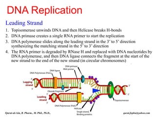 Lecture 3.part.1Denaturation,Renaturation of DNA Replication of DNA | PPT