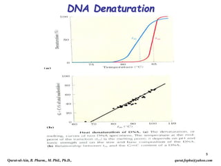 Lecture 3.part.1Denaturation,Renaturation of DNA Replication of DNA | PPT