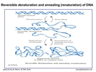 Lecture 3.part.1Denaturation,Renaturation of DNA Replication of DNA | PPT