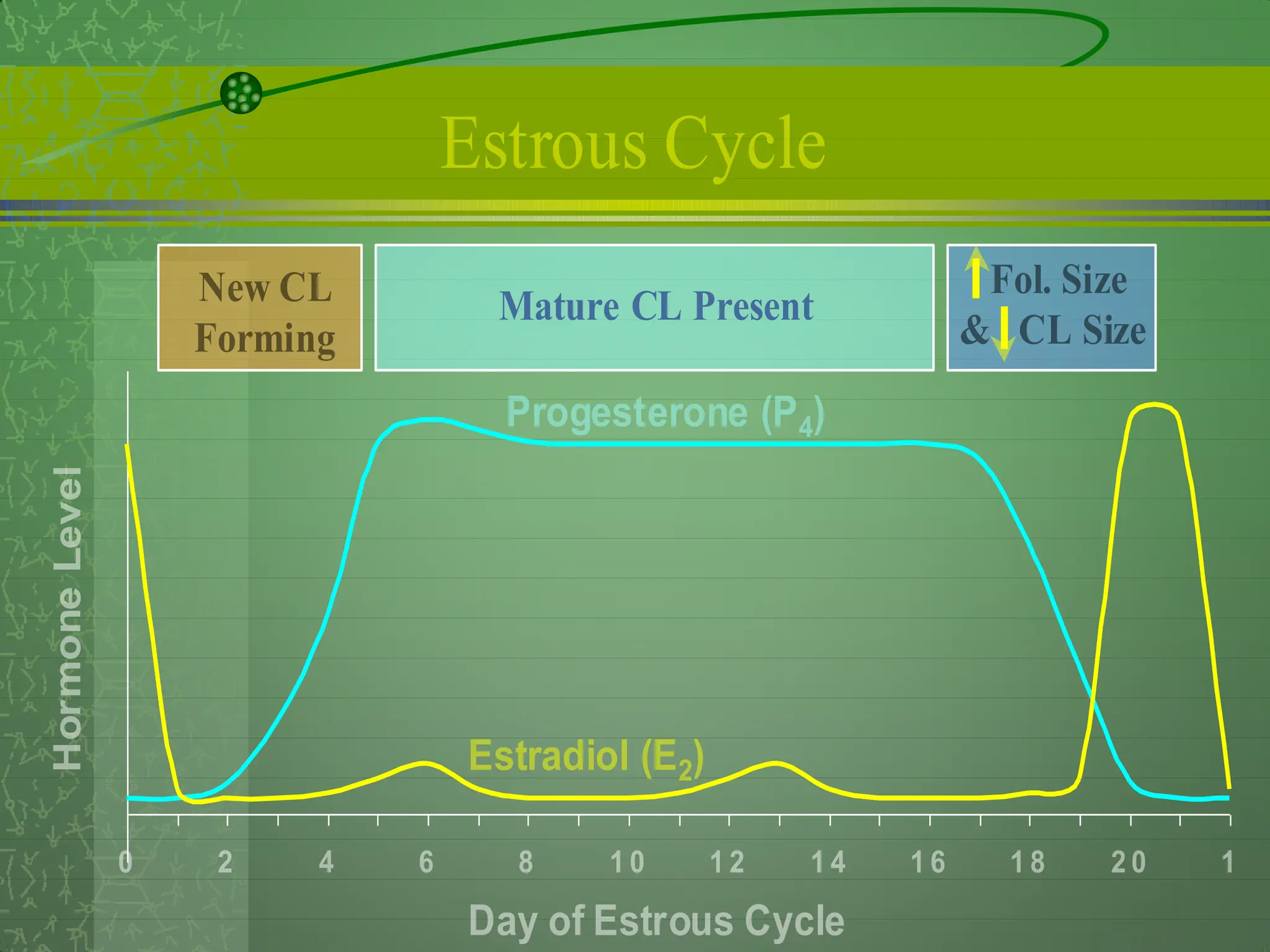 Lecture-3-Estrous-cycle.pdf in cow buffalo goat sheep animals | PDF