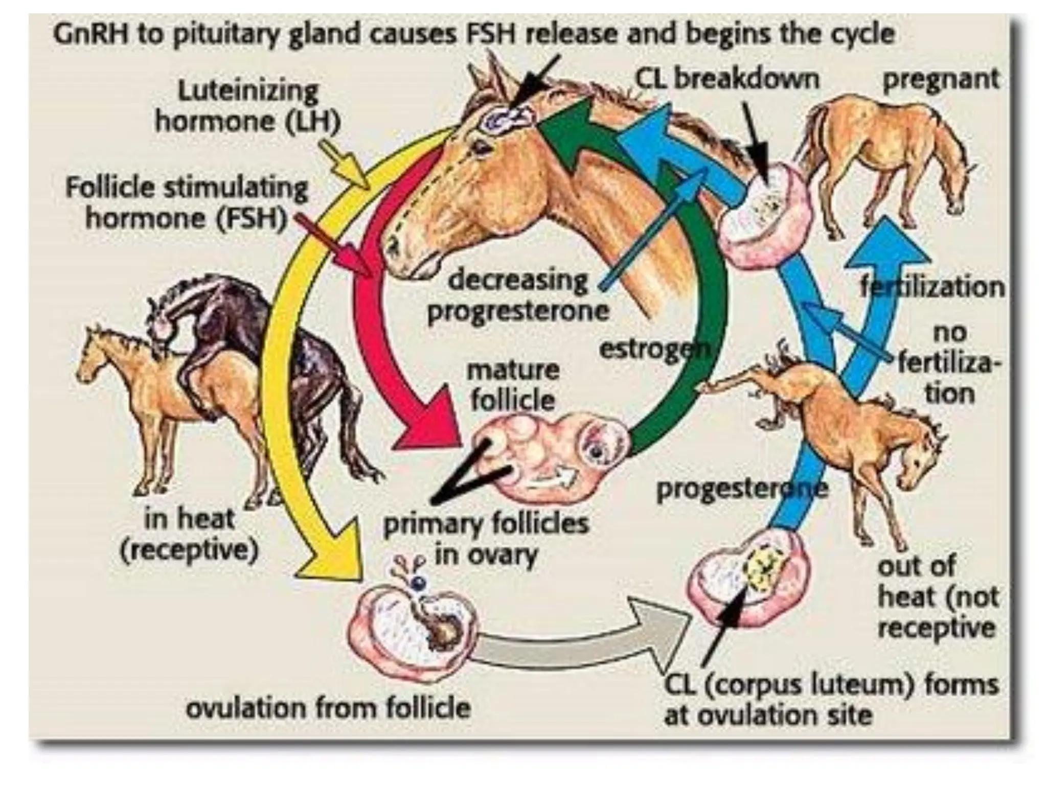 Lecture-3-Estrous-cycle.pdf in cow buffalo goat sheep animals | PDF