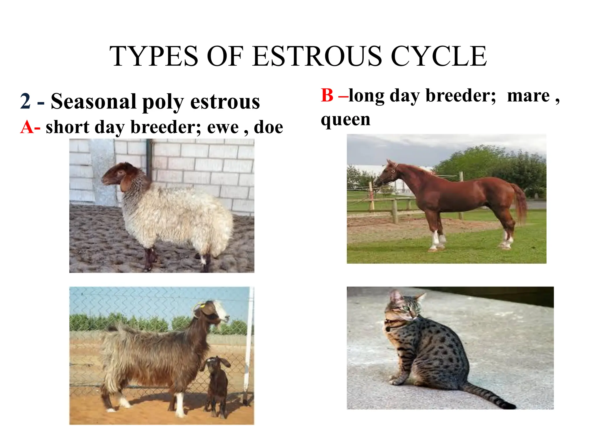 Lecture-3-Estrous-cycle.pdf in cow buffalo goat sheep animals | PDF