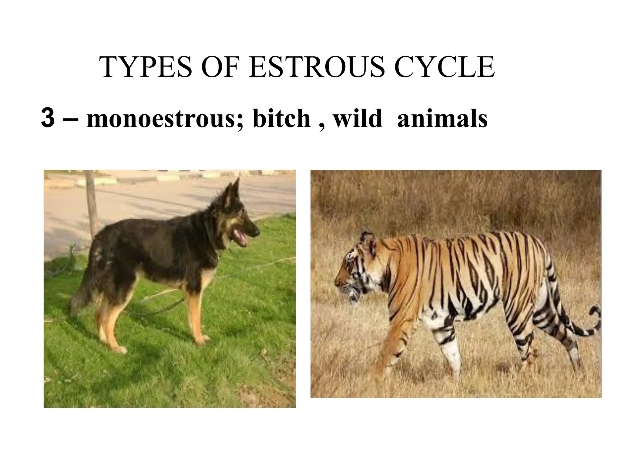 Lecture-3-Estrous-cycle.pdf in cow buffalo goat sheep animals | PDF