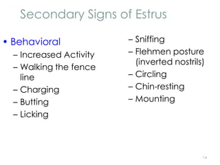 Lecture-3-Estrous-cycle.pdf in cow buffalo goat sheep animals | PDF