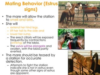 Lecture-3-Estrous-cycle.pdf in cow buffalo goat sheep animals | PDF