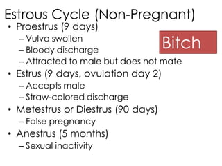 Lecture-3-Estrous-cycle.pdf in cow buffalo goat sheep animals | PDF
