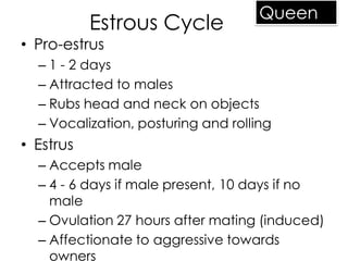 Lecture-3-Estrous-cycle.pdf in cow buffalo goat sheep animals | PDF