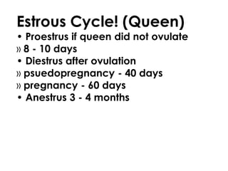 Lecture-3-Estrous-cycle.pdf in cow buffalo goat sheep animals | PDF