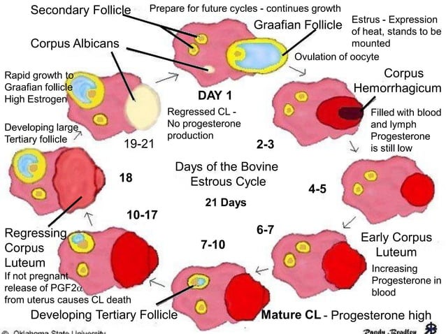 Lecture-3-Estrous-cycle.pdf in cow buffalo goat sheep animals | PDF ...