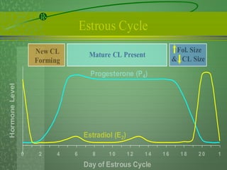 Lecture-3-Estrous-cycle.pdf in cow buffalo goat sheep animals | PDF