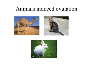 Lecture-3-Estrous-cycle.pdf in cow buffalo goat sheep animals | PDF