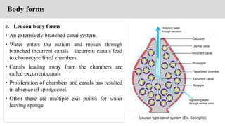 Lecture 3 (1) porifera sponges | PDF