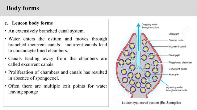 Lecture 3 (1) porifera sponges | PDF | Geography | Science