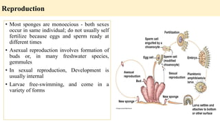 Lecture 3 (1) porifera sponges | PDF
