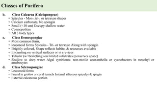 Lecture 3 (1) porifera sponges | PPT