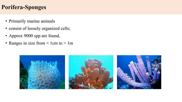 Lecture 3 (1) porifera sponges | PDF | Geography | Science