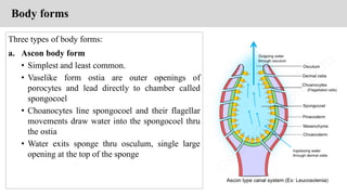 Lecture 3 (1) porifera sponges | PDF