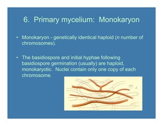 Lecture-3_Basidiomycota-life-cycle-2-1bb9ivh.pdf