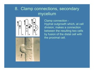 Lecture-3_Basidiomycota-life-cycle-2-1bb9ivh.pdf