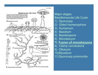 Lecture-3_Basidiomycota-life-cycle-2-1bb9ivh.pdf