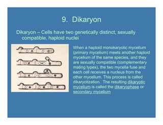 Lecture-3_Basidiomycota-life-cycle-2-1bb9ivh.pdf