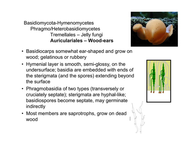 Lecture-3_Basidiomycota-life-cycle-2-1bb9ivh.pdf