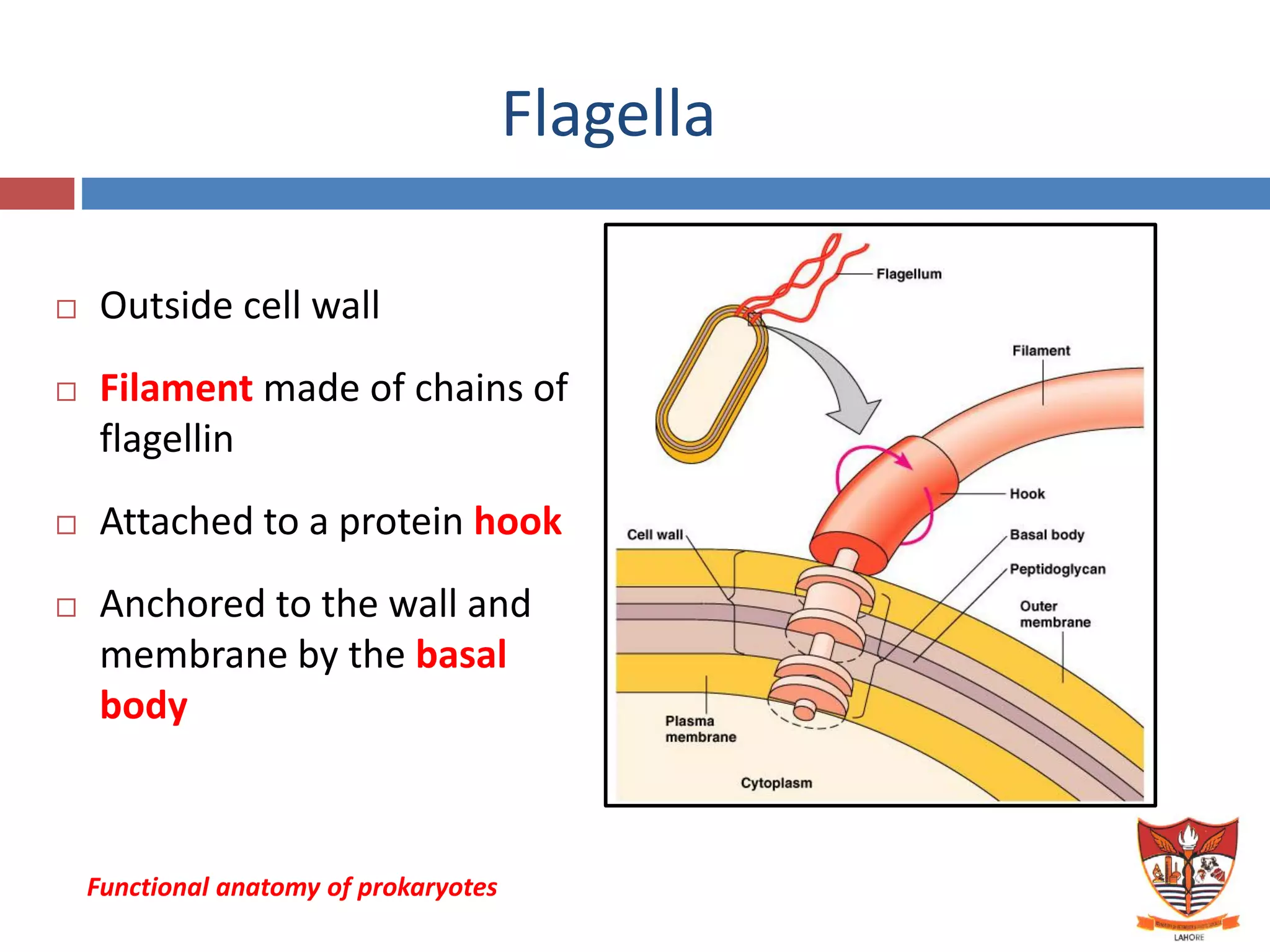 functional anatomy of prokaryotes and eukaryotes | PDF
