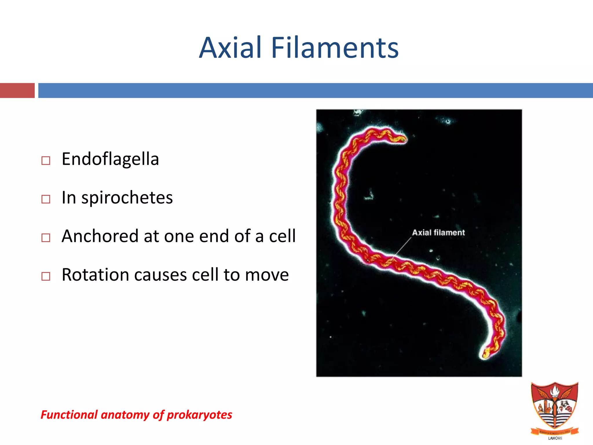 functional anatomy of prokaryotes and eukaryotes | PDF