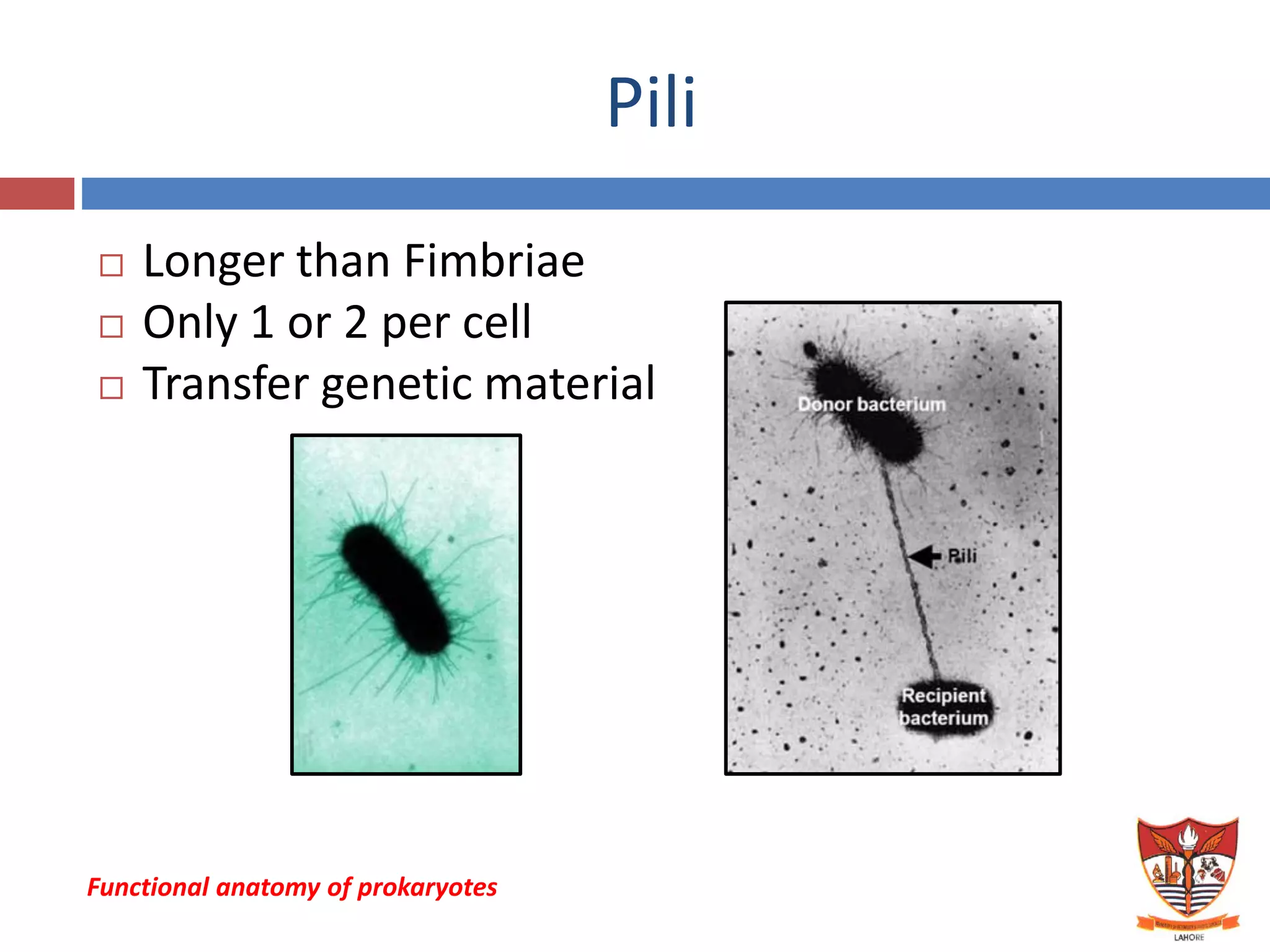 functional anatomy of prokaryotes and eukaryotes | PDF