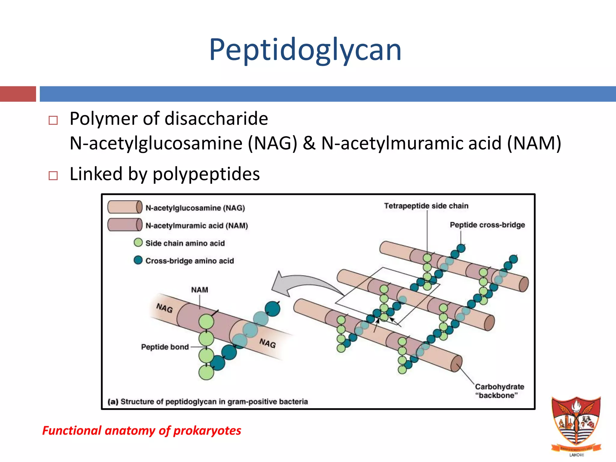functional anatomy of prokaryotes and eukaryotes | PDF