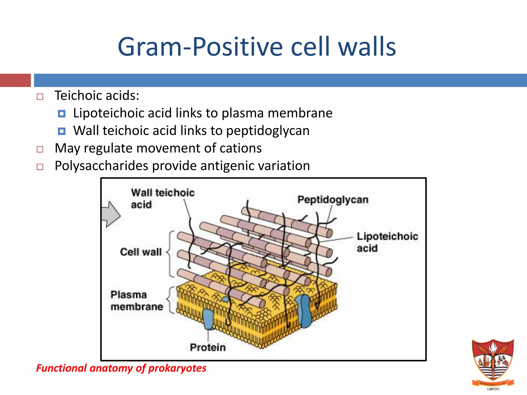 functional anatomy of prokaryotes and eukaryotes | PDF