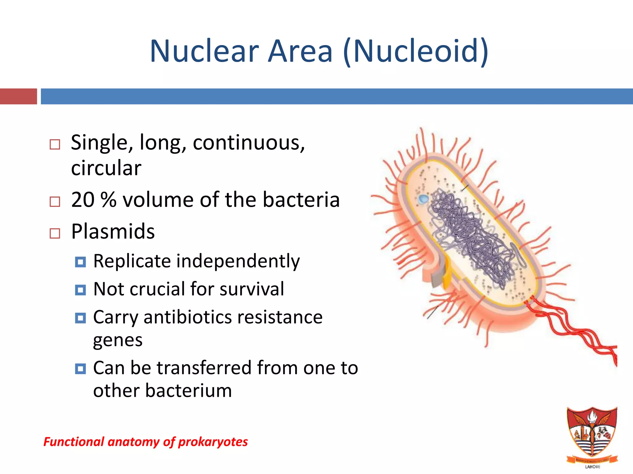 functional anatomy of prokaryotes and eukaryotes | PDF