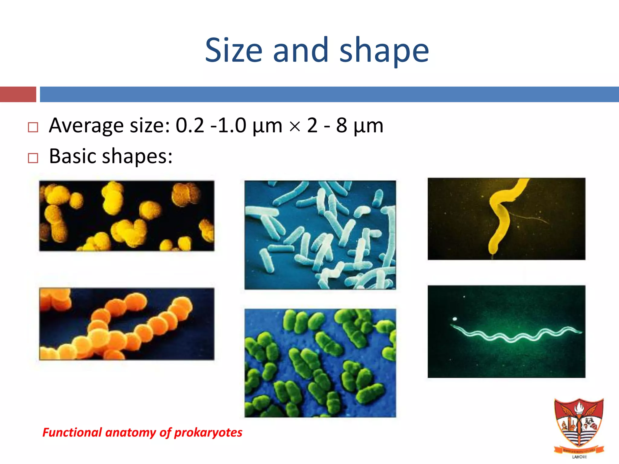 functional anatomy of prokaryotes and eukaryotes | PDF