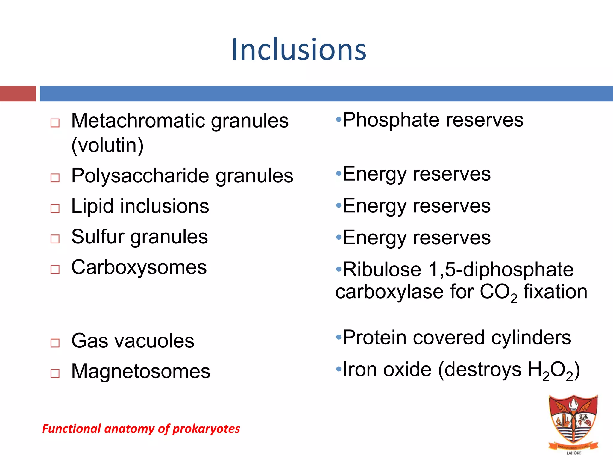 functional anatomy of prokaryotes and eukaryotes | PDF