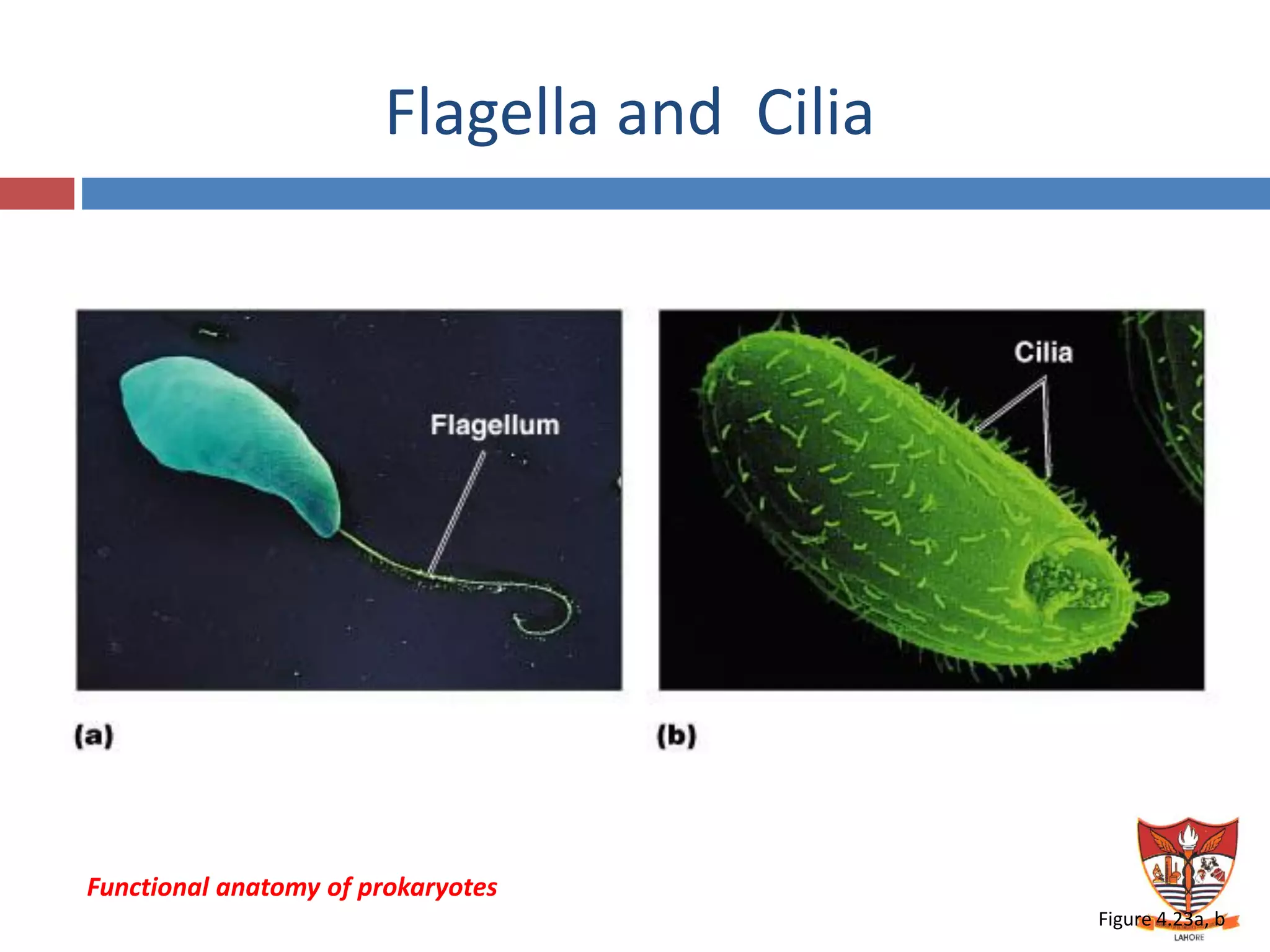 functional anatomy of prokaryotes and eukaryotes | PDF